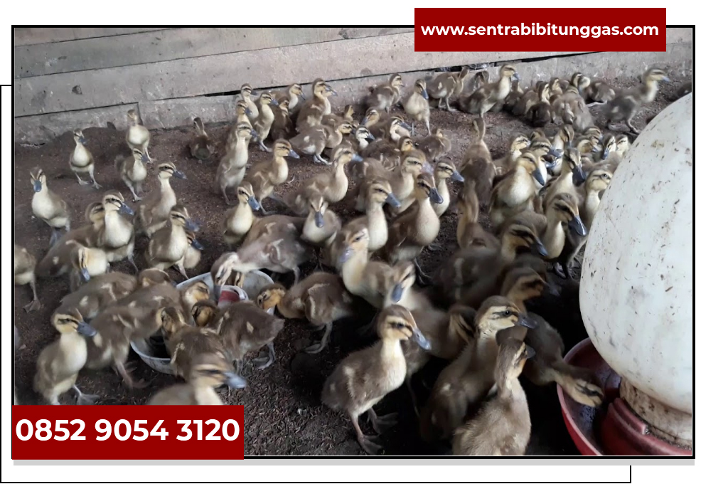 Harga Bibit Bebek Serati