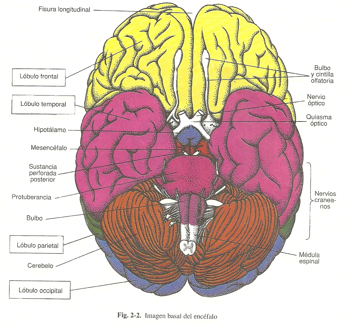 PSICOFISIOLOGÍA: GALERIA DE IMÁGENES