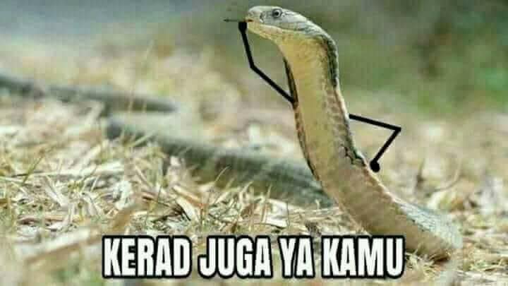 Asal mula, arti, dan kumpulan meme ular kamu kerad juga ya