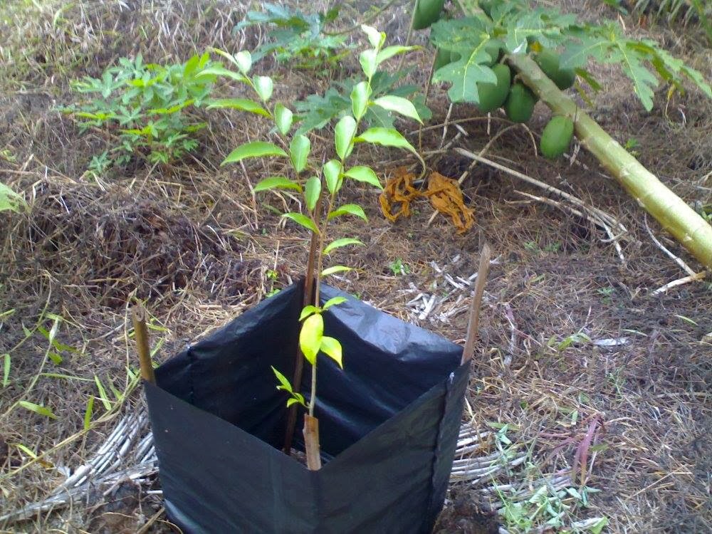 BUDIDAYA GAHARU TEMBILAHAN: TANAMAN GAHARU DI TANAH GAMBUT DAN TANAH ...
