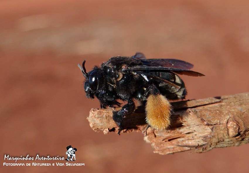 Insetologia - Identificação de insetos: Mamangava Epicharis em São Paulo