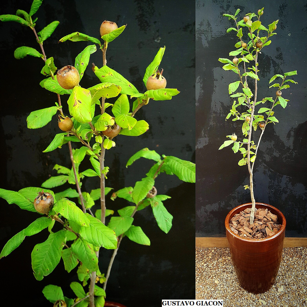 Viveiro Ciprest - Plantas Nativas e Exóticas: Nespoli Italiano ...