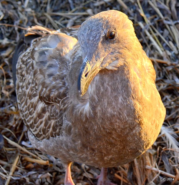 Over Good Ground: Bird with Twisted Foot