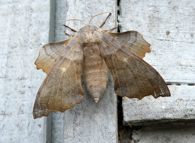 birdingexmouth: Poplar Hawk - Buff Form