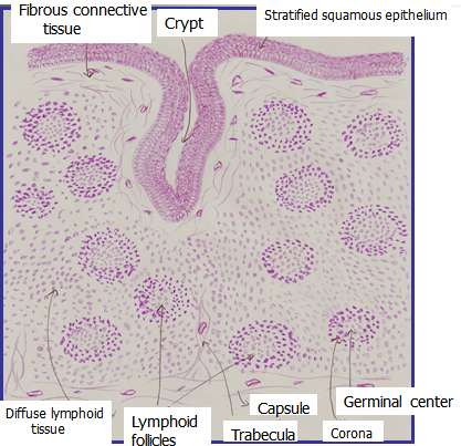 Tonsil Histology Labeled