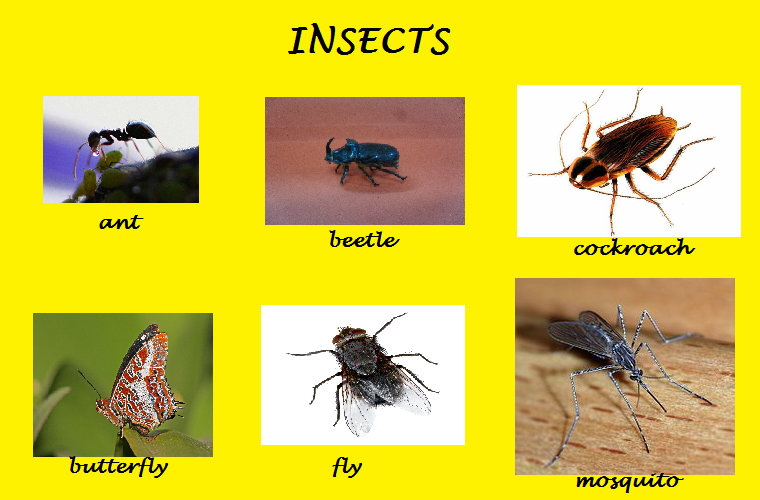 CIUDAD DE CÓRDOBA 3º SCIENCE BLOG: WHAT ARE INSECTS LIKE?
