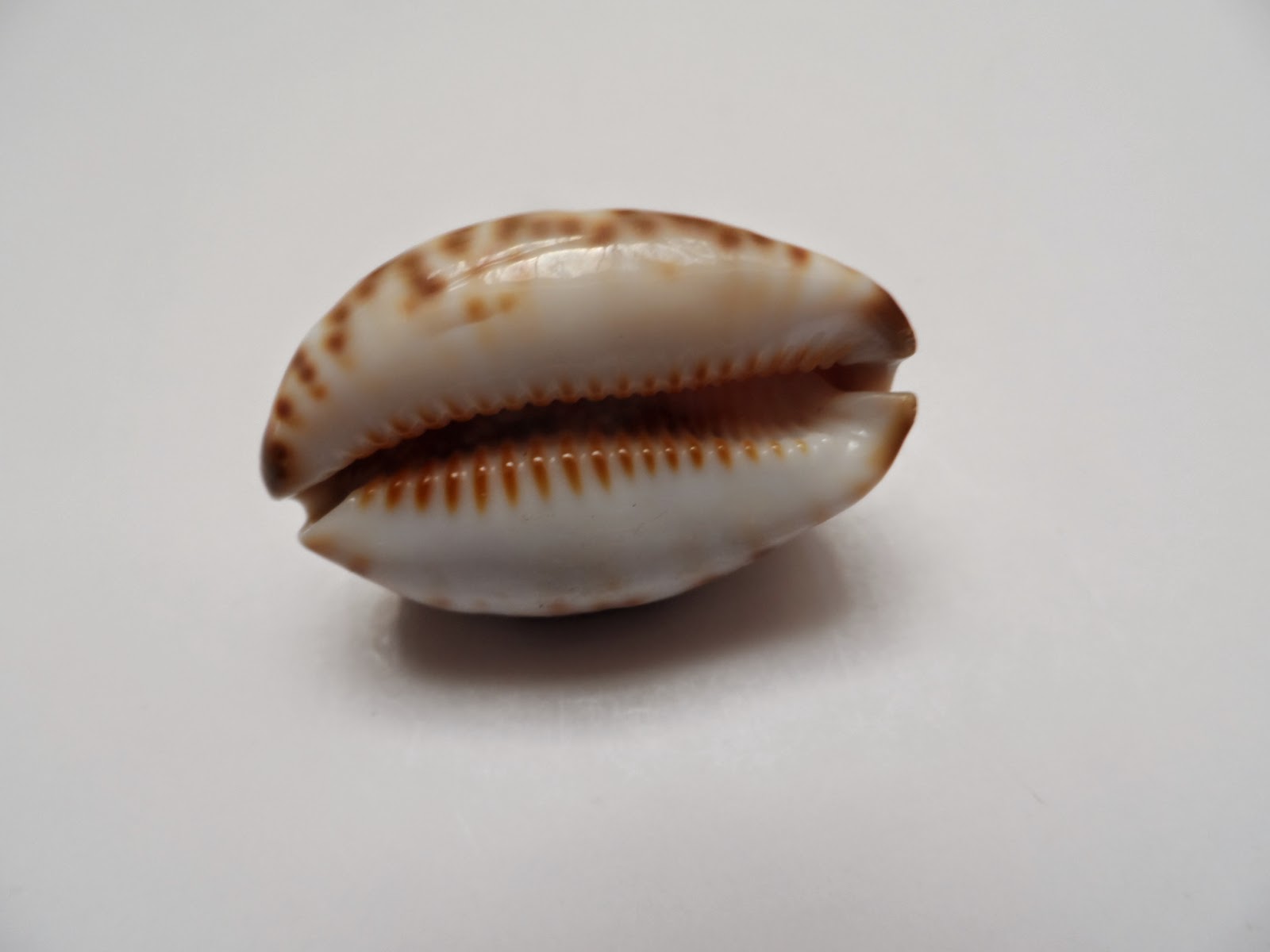 conchas y caracoles: CYPRAEA HISTRIO (Juvenil)