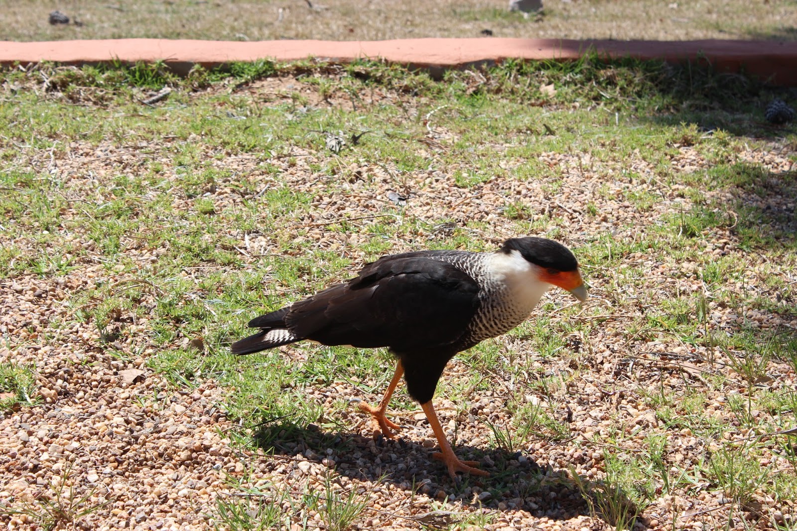 abc Travel: BADOCA SAFARI PARK