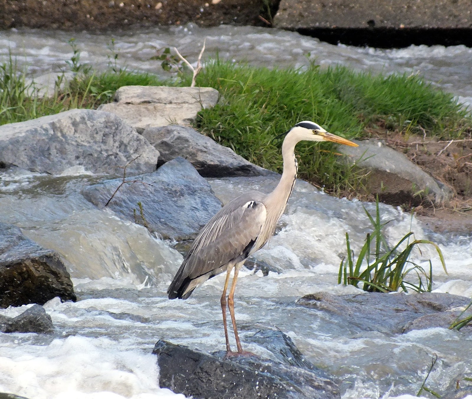Jurnal unui desculț : starc cenusiu baraj raul vedea alexandria teleorman