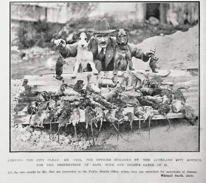 Terrierman's Daily Dose: Ratting Auckland