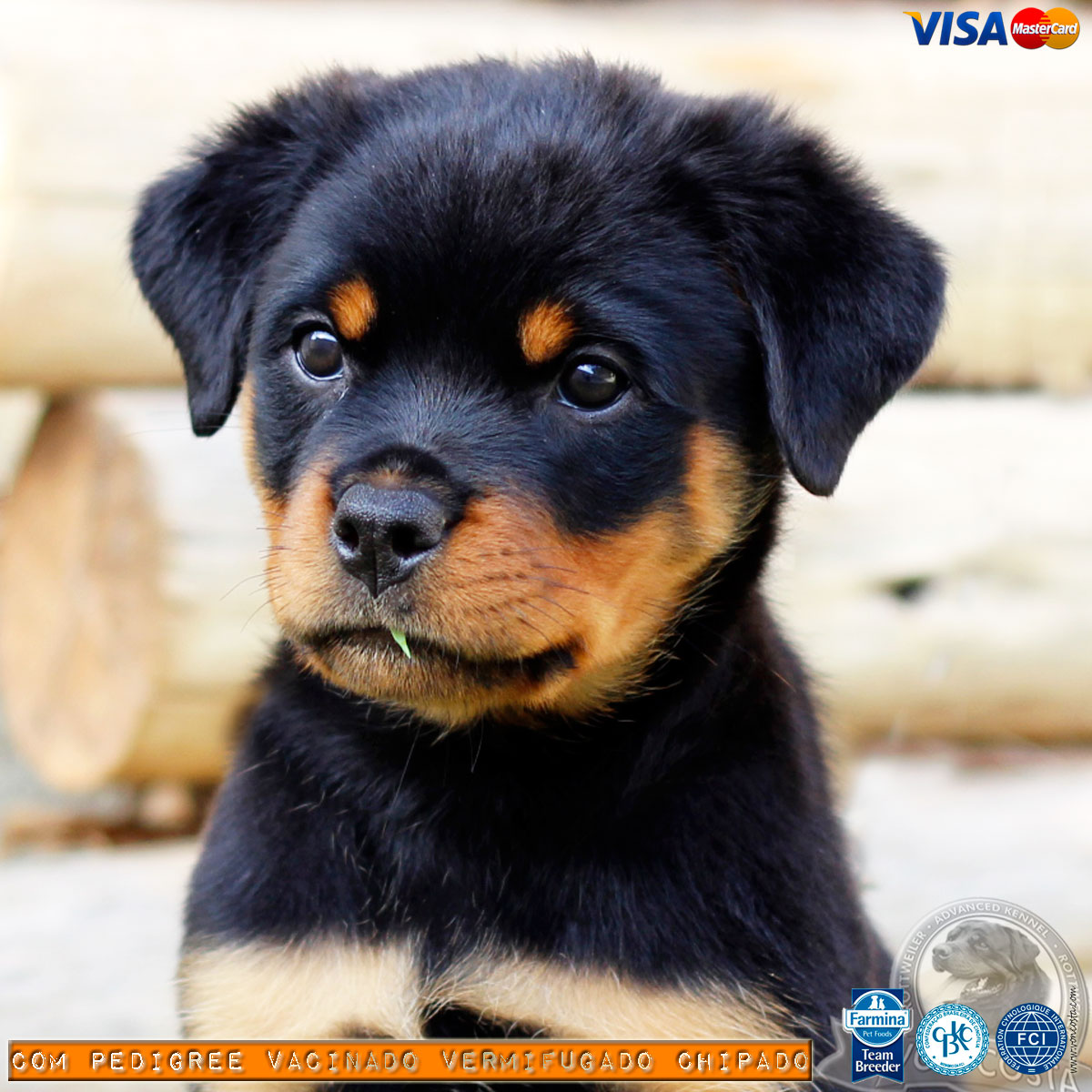 Filhote de Rottweiler
