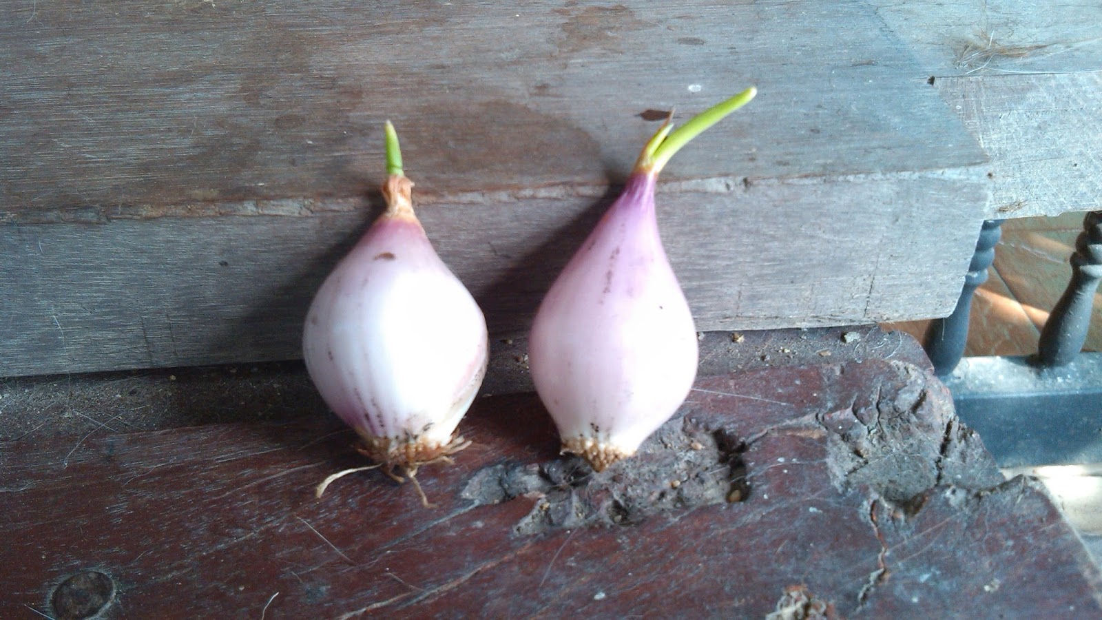 Growing Scallion From Sprouted Bulbs
