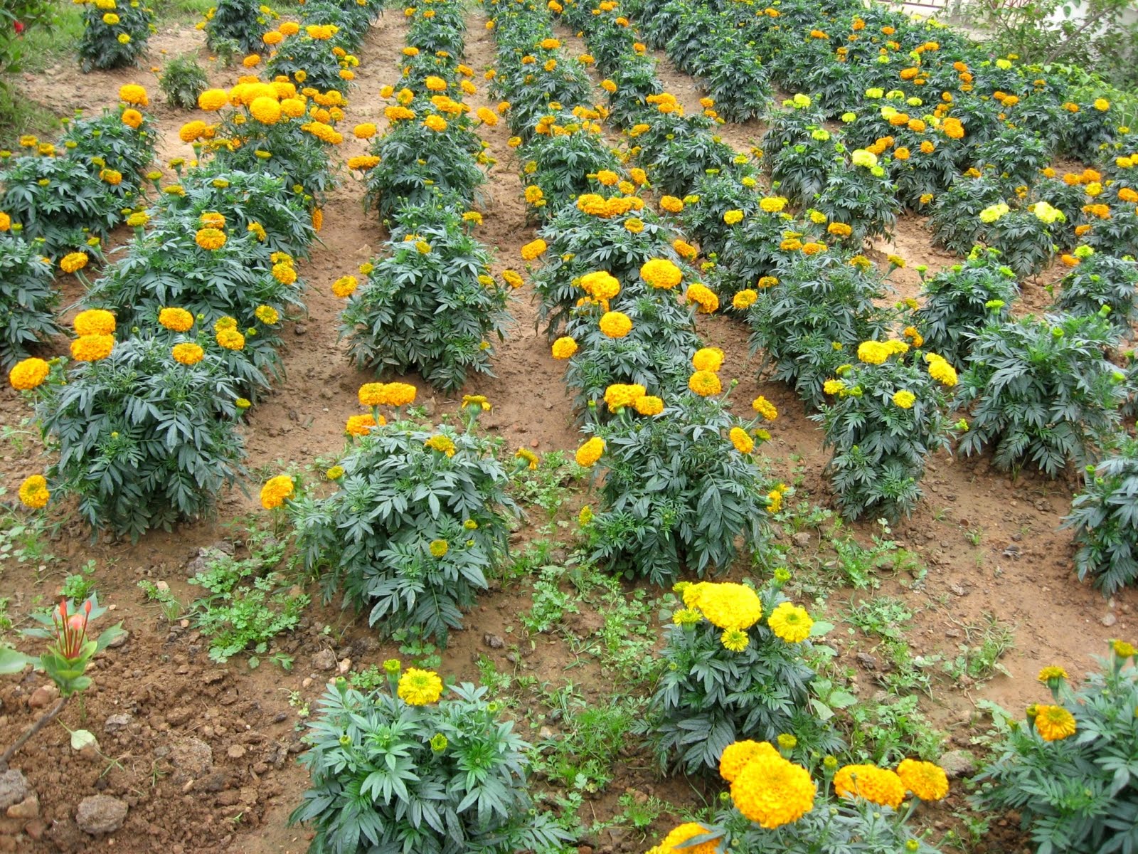 Cherishing India.....: Marigold memories......