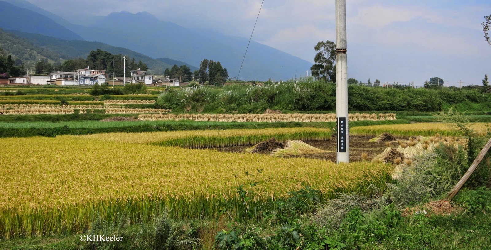 A Wandering Botanist: Visiting Dali, China--Among the Rice Fields