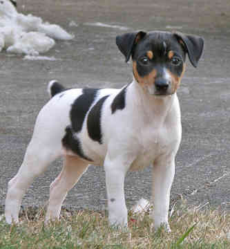 Rat Terrier Dog Profiles and Puppies Pictures ~ Blog of Dogs Breeds ...