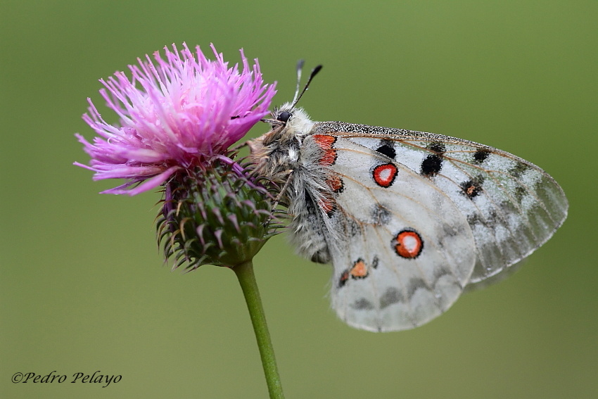 Fotografia de Naturaleza: Mariposa Apolo ( Parnassius Apollo )