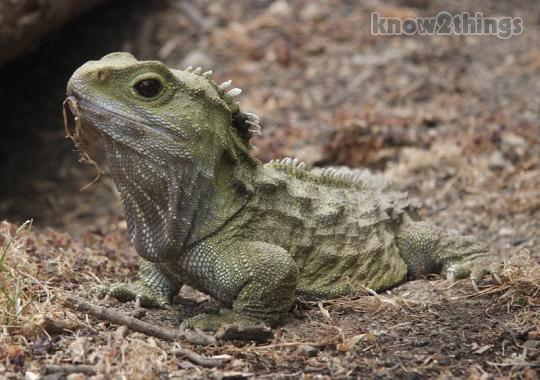Top 10 Animal That Can Change Color | Everything You Know