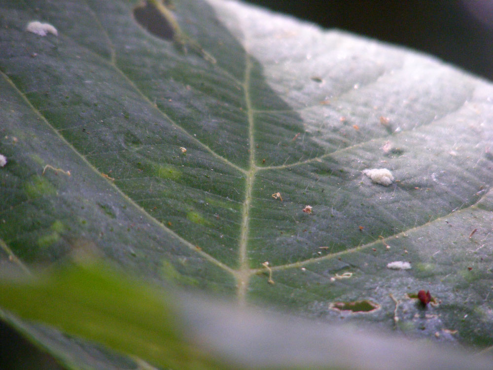 Days on the Claise: Giant Stinging Tree