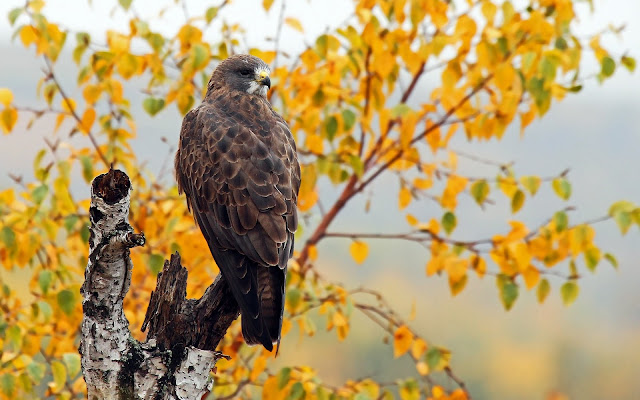 ΦΘΙΝΟΠΩΡΟ photos - wallpapers (ανανεωμένο) | the fun bank