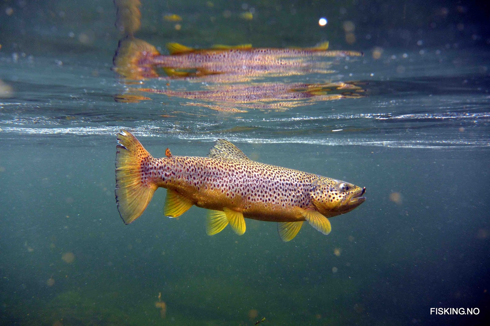 Fiskearter i Norge - FISKING.NO - Alt om fiske