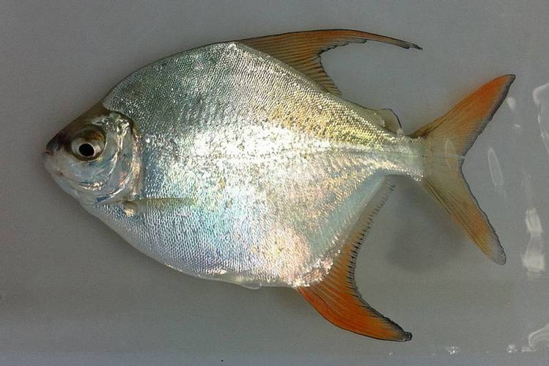 阿比的Blog: 2011-09-15 Myleus setiger