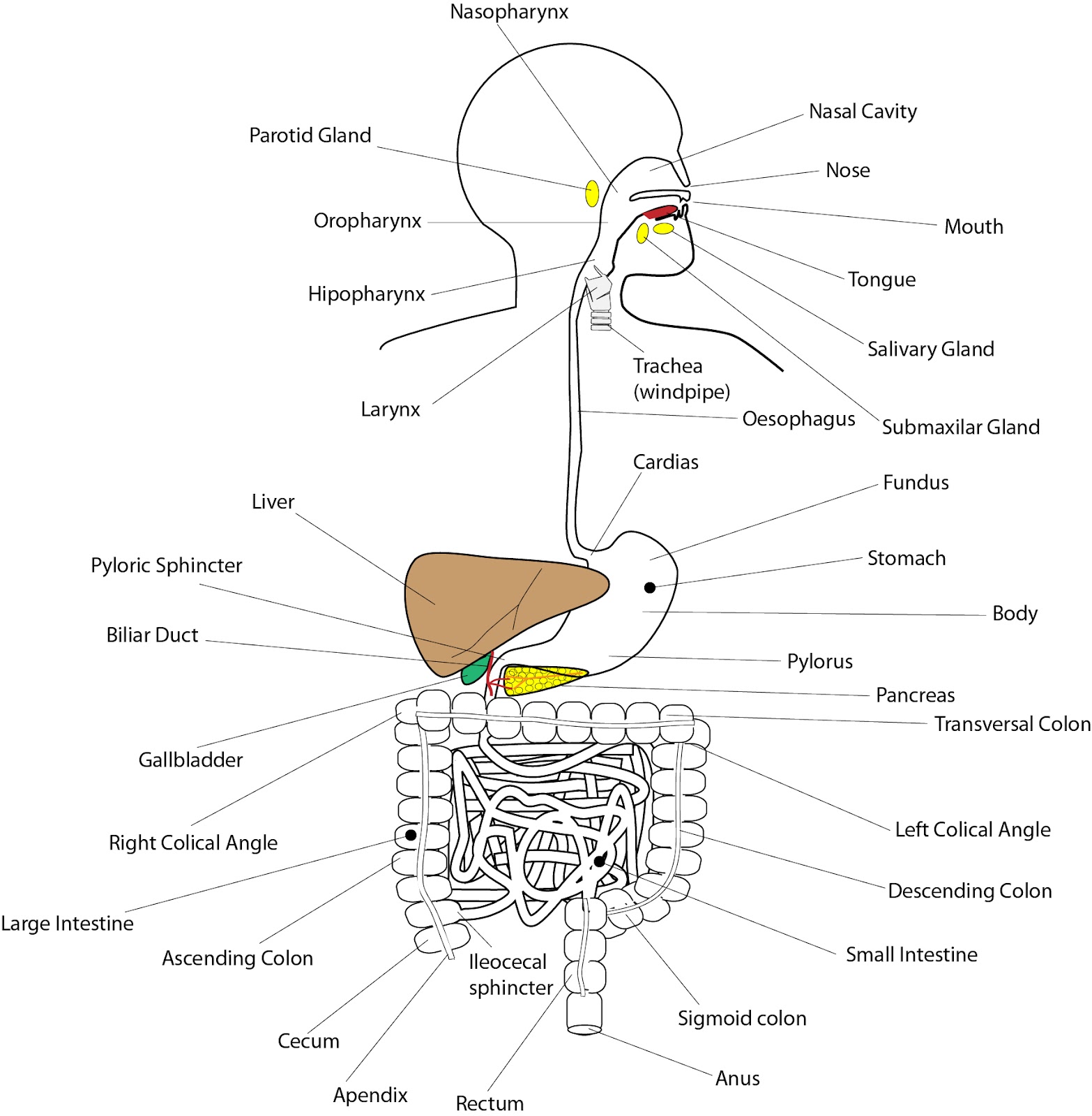 el moderno prometeo: Digestive System
