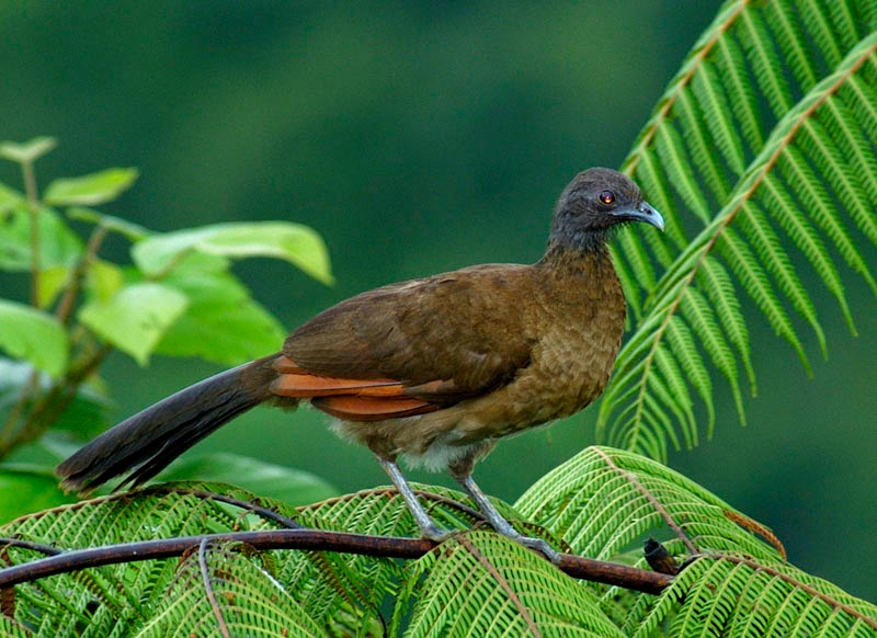 Flora y Fauna de Veracruz: AVES
