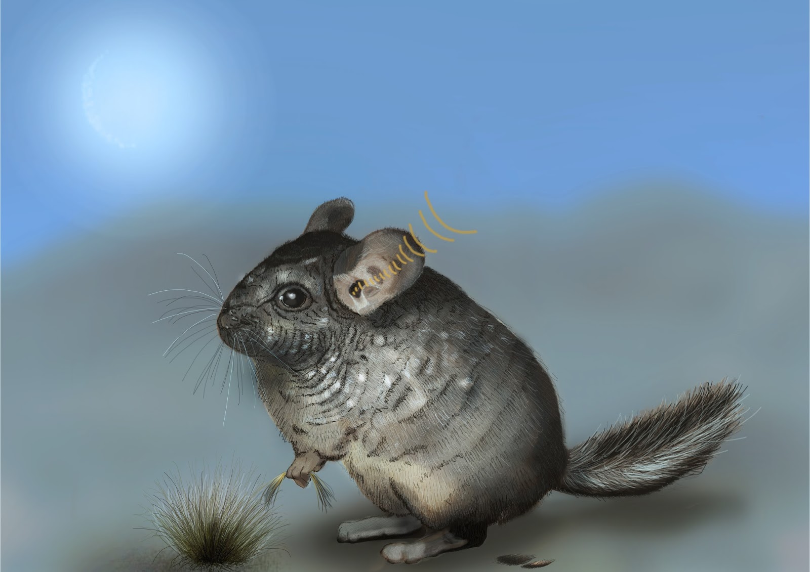 Chinchilla - Aracelli Munoz Baldi