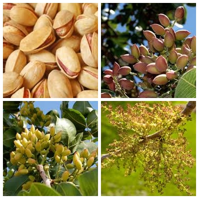 Blog Cikgu ERT: Kekacang