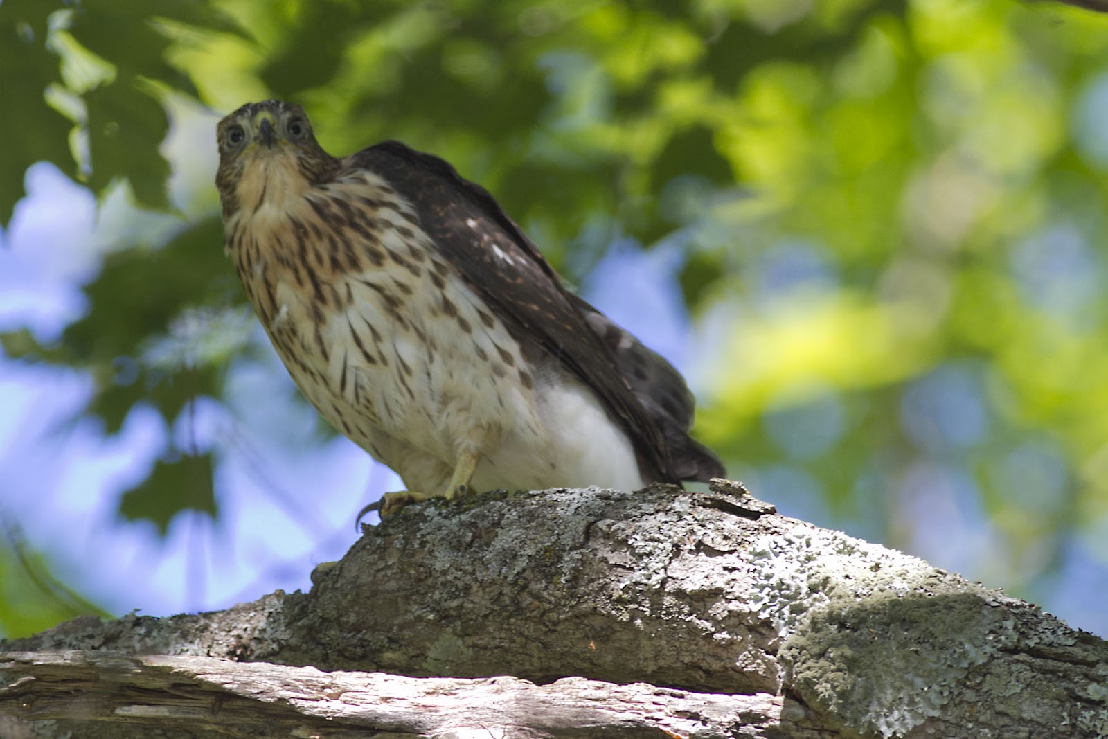 Ann Brokelman Photography: My second Cooper Hawk family up north with ...