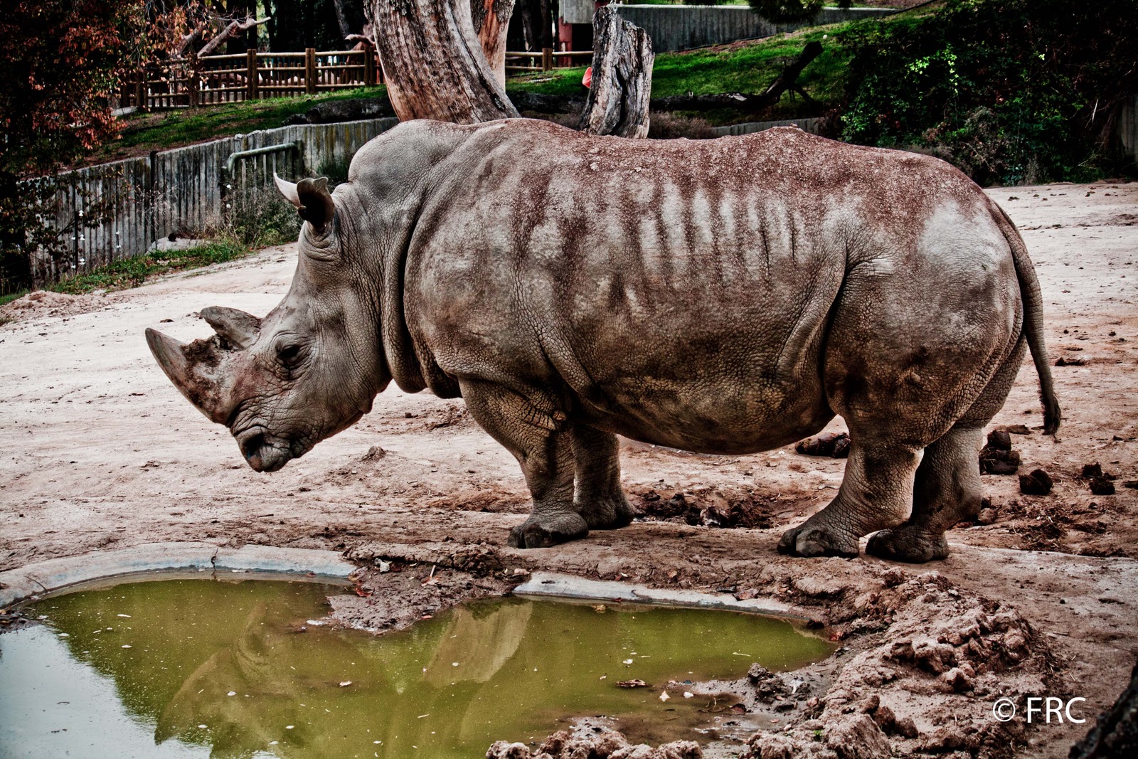 Microrrelato de Juan José Arreola: El rinoceronte