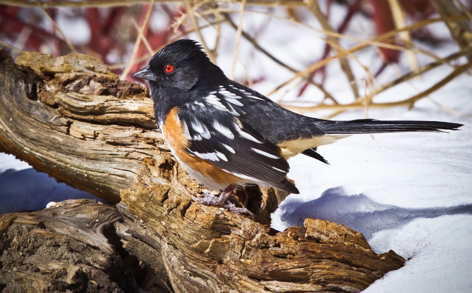 Feather Tailed Stories: Spotted Towhee