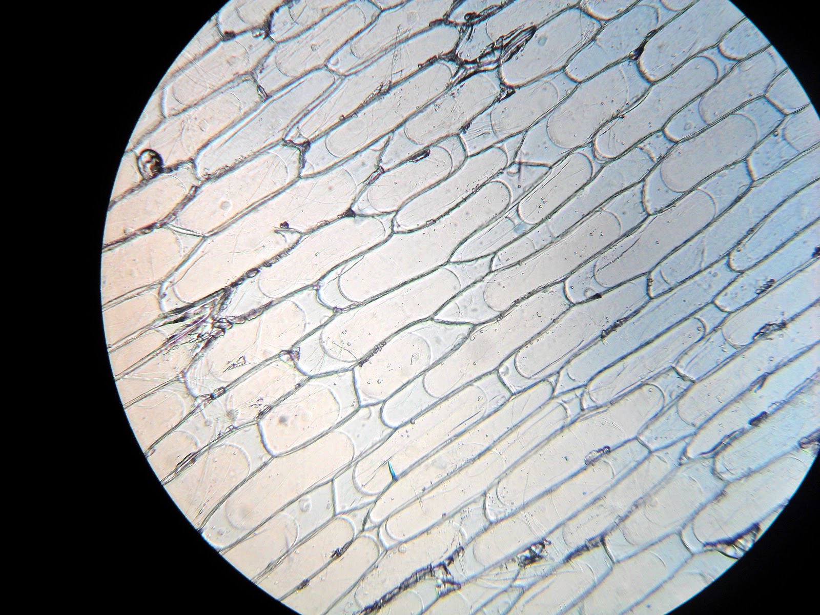 Ciencia Activa y Recreativa: Experimento: Observación de las partes de ...