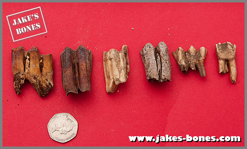 The archeological bones, part 2: the teeth : Jake's Bones