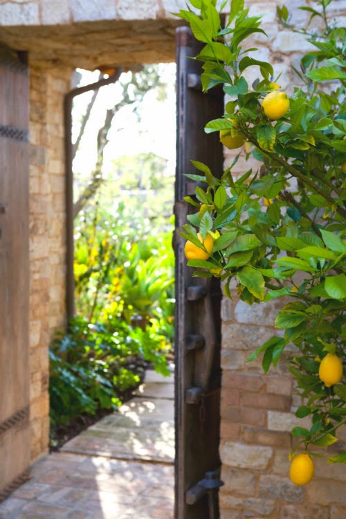 ciao! newport beach: the mystique of a lemon tree
