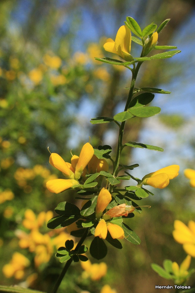 Flora Bonaerense: Retama negra (Cytisus scoparius)