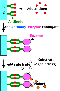 Metode ELISA ( Enzyme Linked Immune Sorbent Assay )