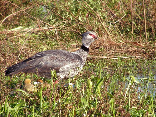 Cultura Guaraní: El Chajá