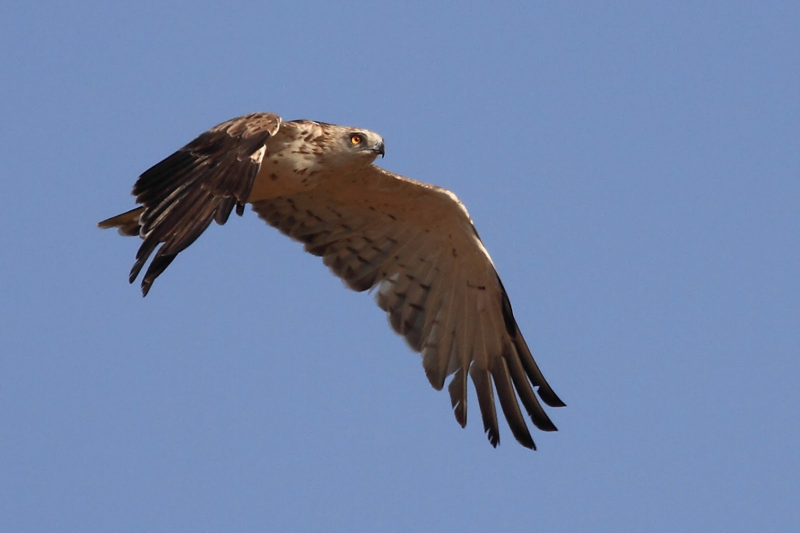 Fotografía y Naturaleza en Doñana: Culebrera Europea (Circaetus gallicus)