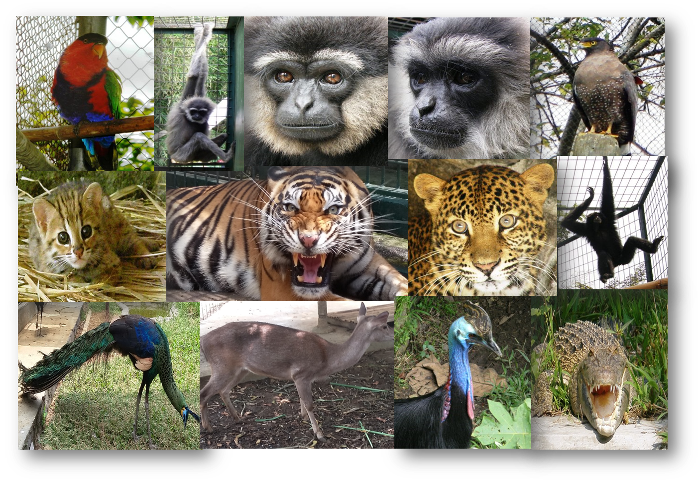 SATWA LIAR INDONESIA