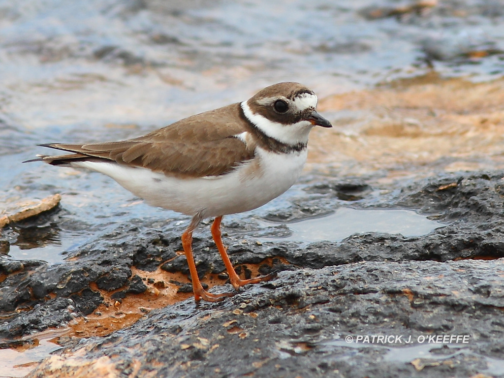 Raw Birds: COMMON RINGED PLOVER (1st winter) (Charadrius hiaticula ...
