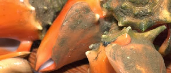 Blog do Facó: PEGUARI, UMA DELÍCIA: FRUTO DO MAR