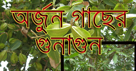 Arjun tree benefits in Bengali - অর্জুন গাছের উপকারিতা