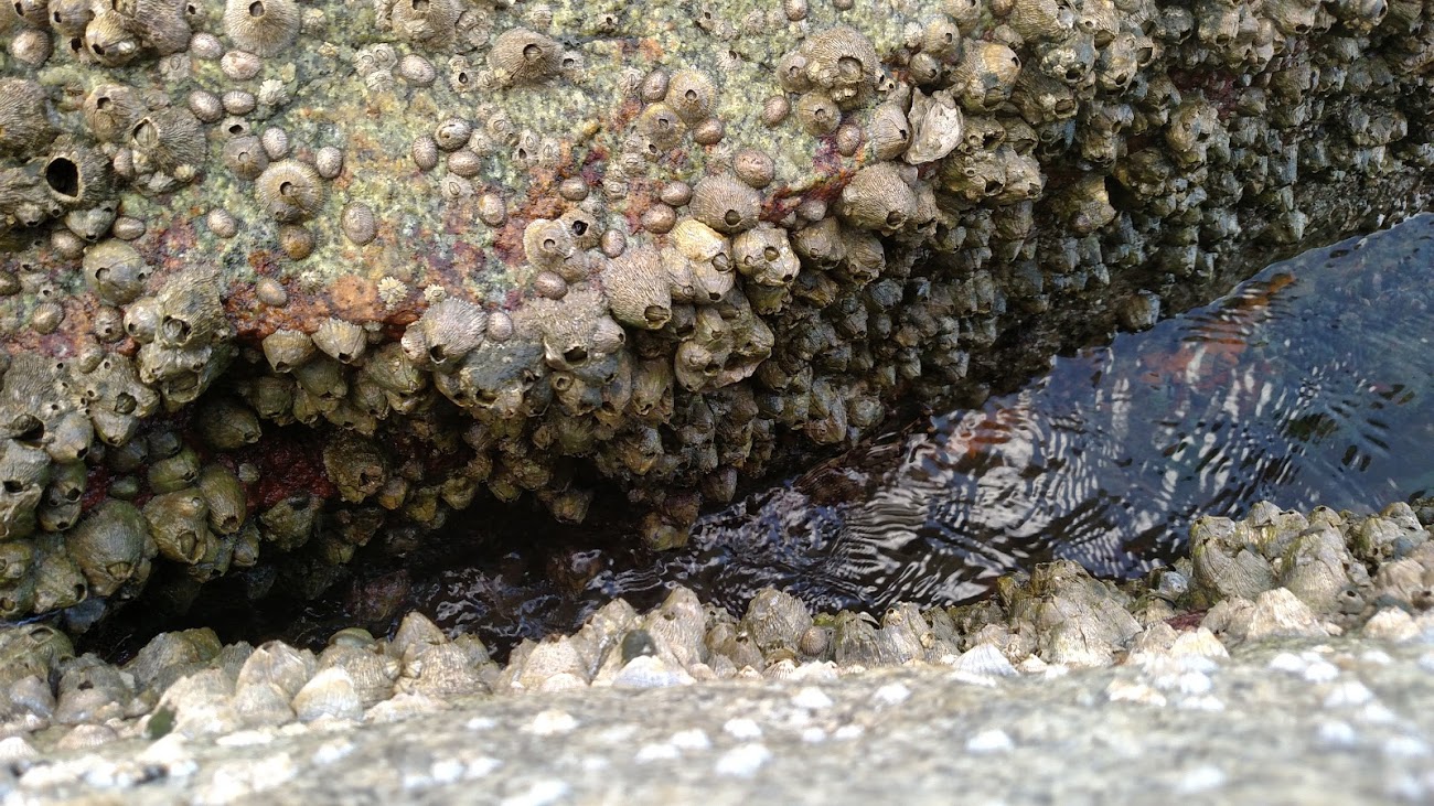 Florida: Tide Pools at Sebastian Inlet ~ Well Worn Suitcase