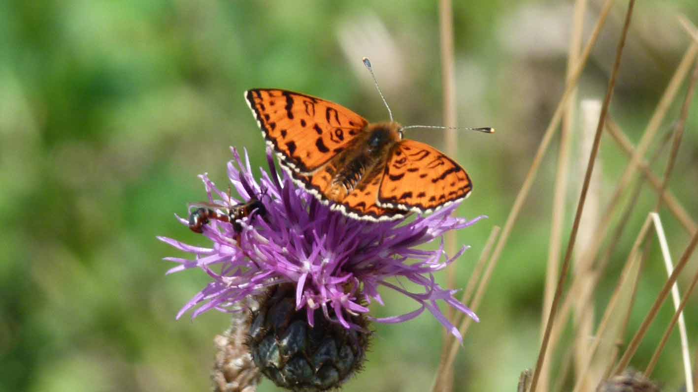 Faune Flore d'Ul: Papillon : La Mélitée orangée