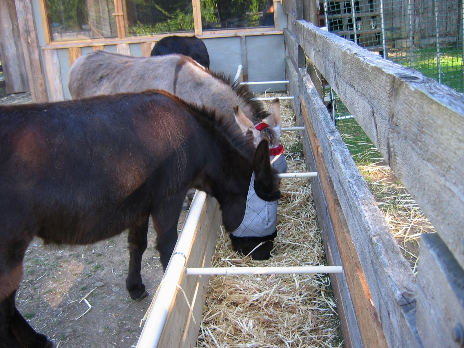A Donkey Diary: New Feed Trough