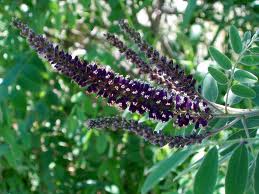 Listavci: Amorfa - AMORPHA FRUTICOSA L.