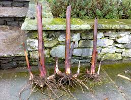 THE CANNA LILY |The Garden of Eaden