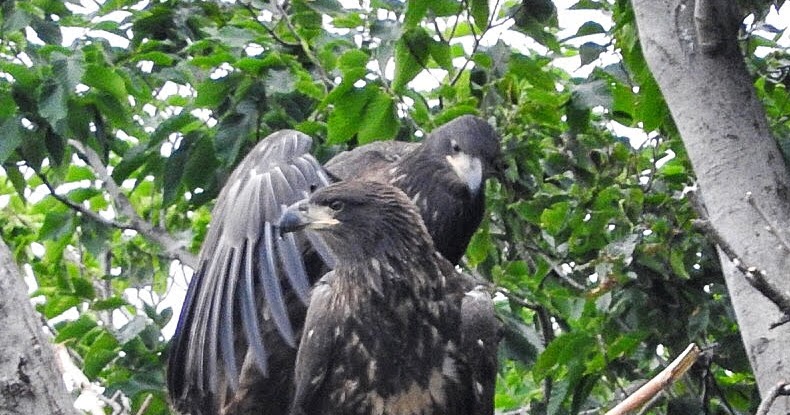 Terrierman's Daily Dose: Bald Eagles Growing Up