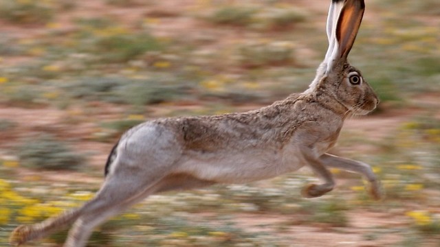 ලොව වේගවත්ම ක්ෂීරපායි සතුන් 10 ( Fastest Mammals ) ~ නව ලොව දැනුම